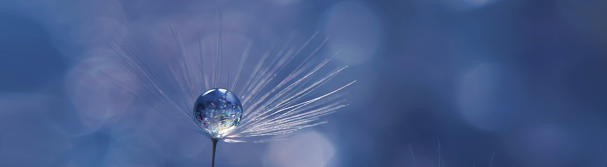 Perpetual Pure Equity Alpha Fund